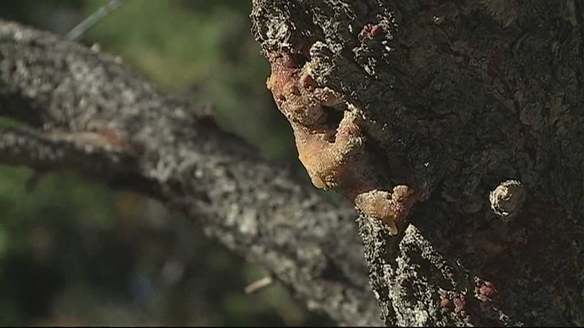 Pinon trees at risk as bark beetles return