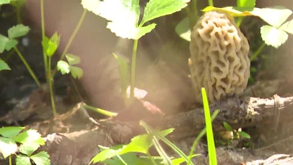 Morel mushroom season begins in Iowa woods