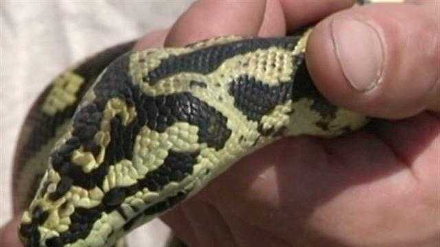Snake found in Myrtle Beach motel room