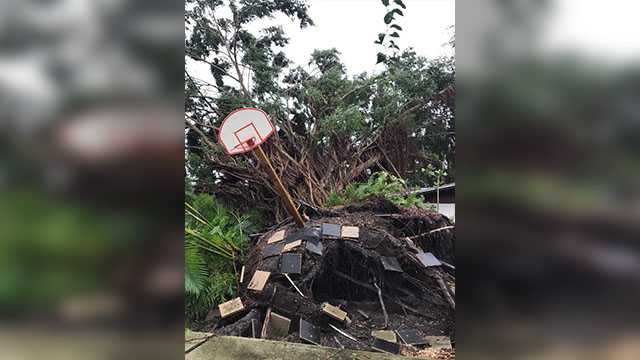 Huge tree falls on Stuart home