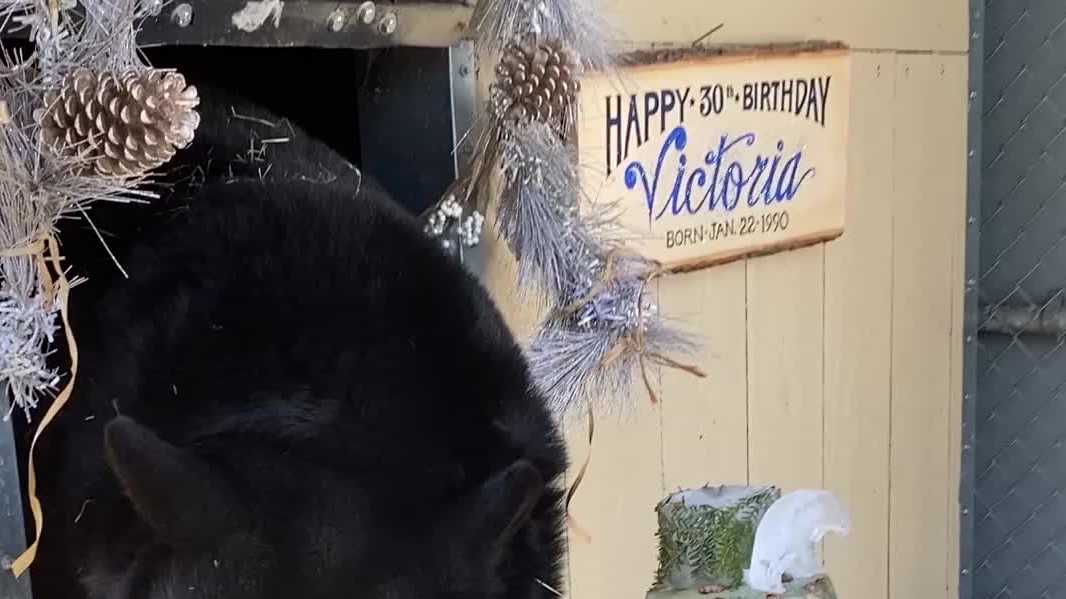Video: Clark's bear Victoria celebrates 30th birthday