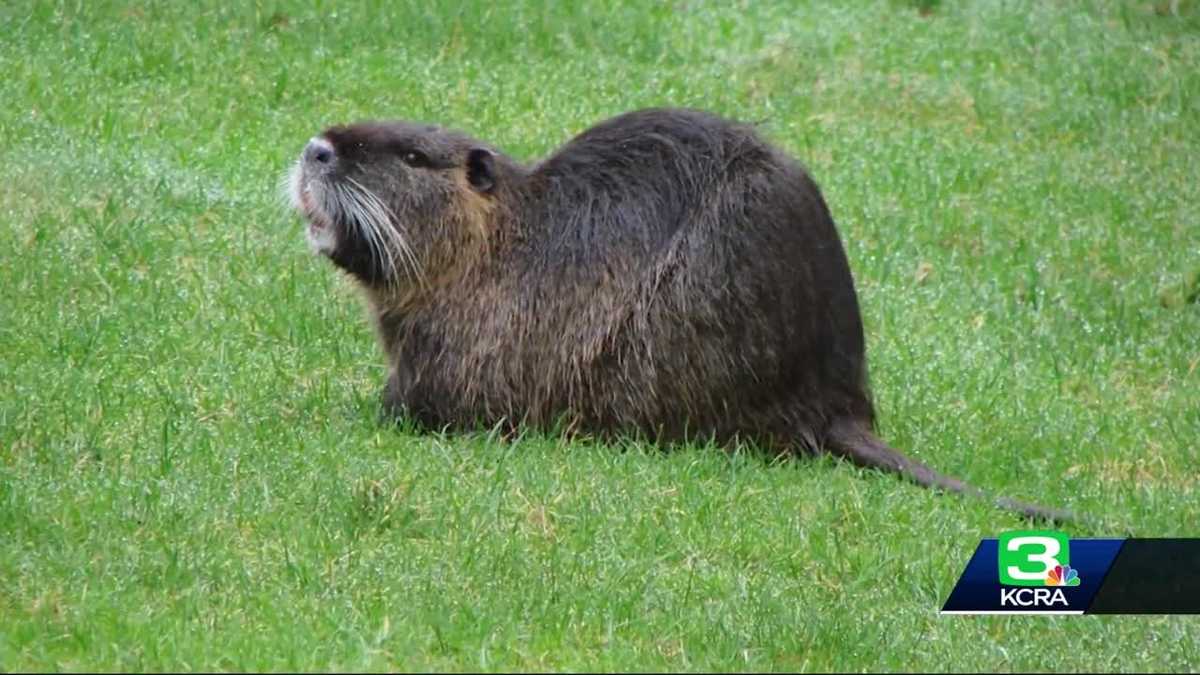 Rat-like creature invades San Joaquin County