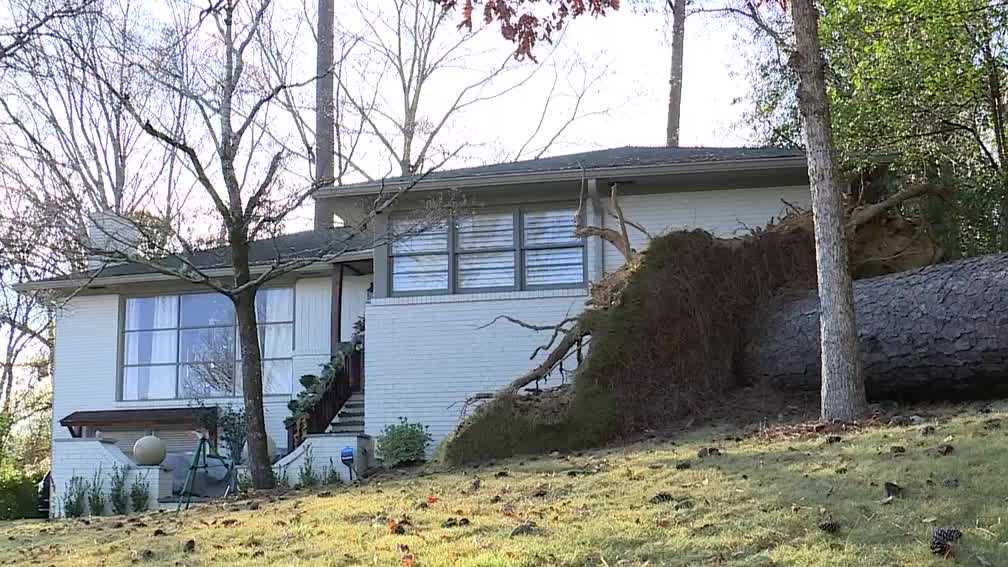 Alabama man regrets not fighting city ordinance after tree causes ...