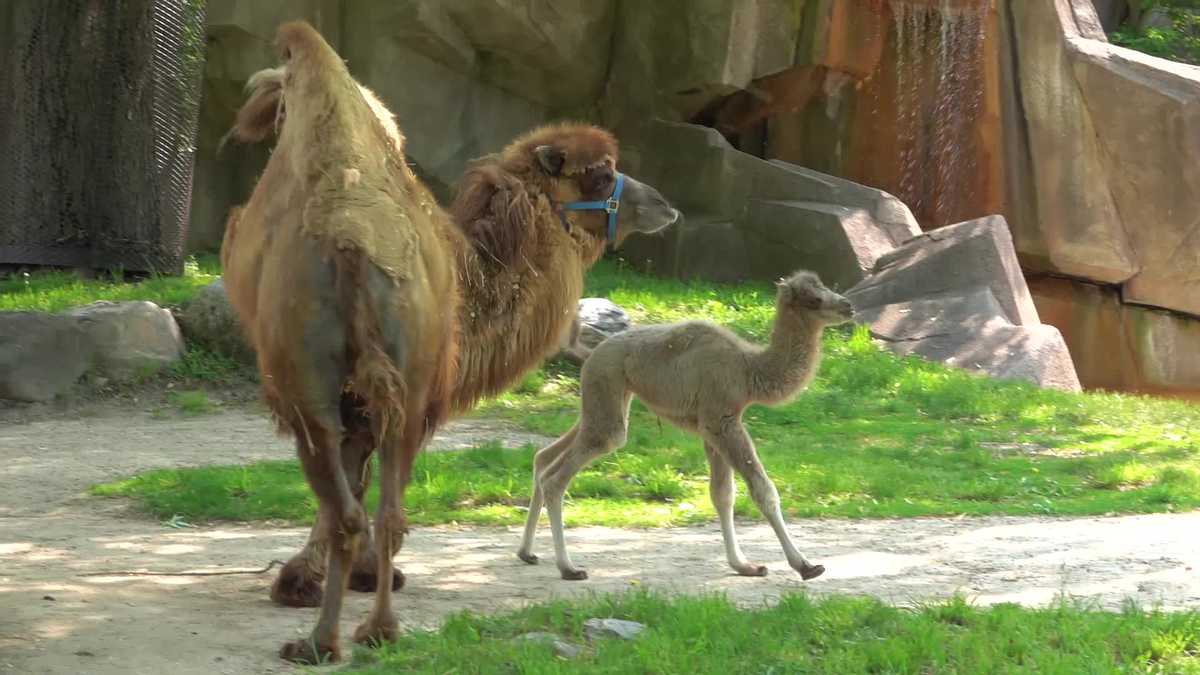 Baby camel born at Milwaukee County Zoo