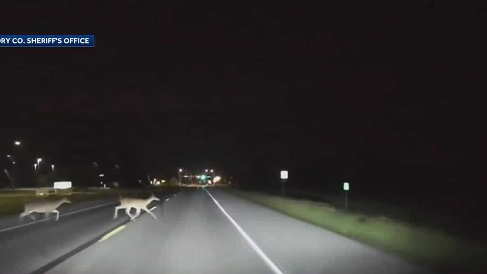 Watch: Iowa deputy narrowly avoids hitting deer crossing highway