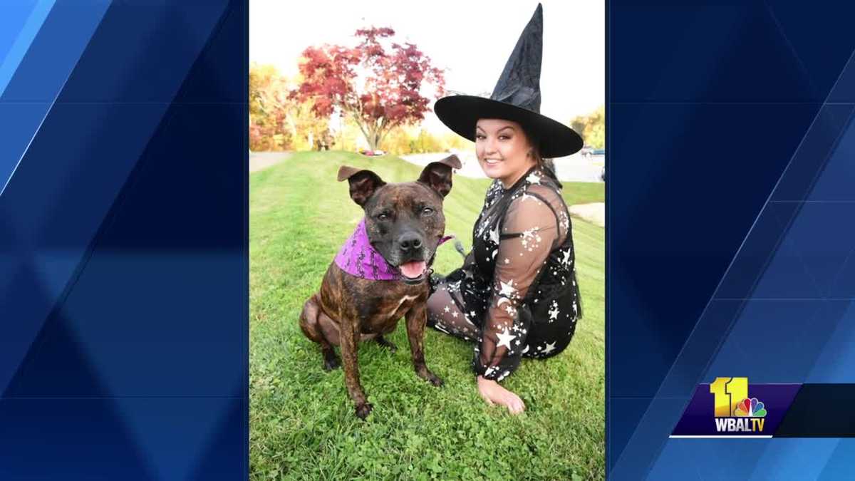 Meet Roxy: a middle-aged dog ready for adop