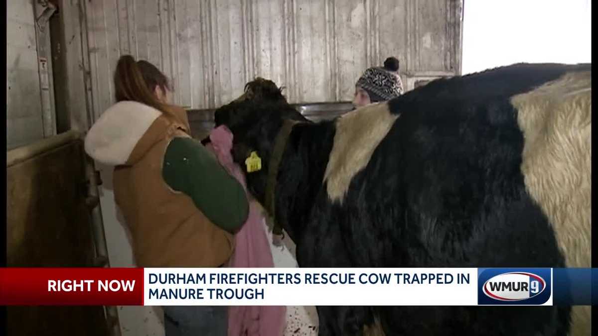 Crews rescue cow trapped in manure trough