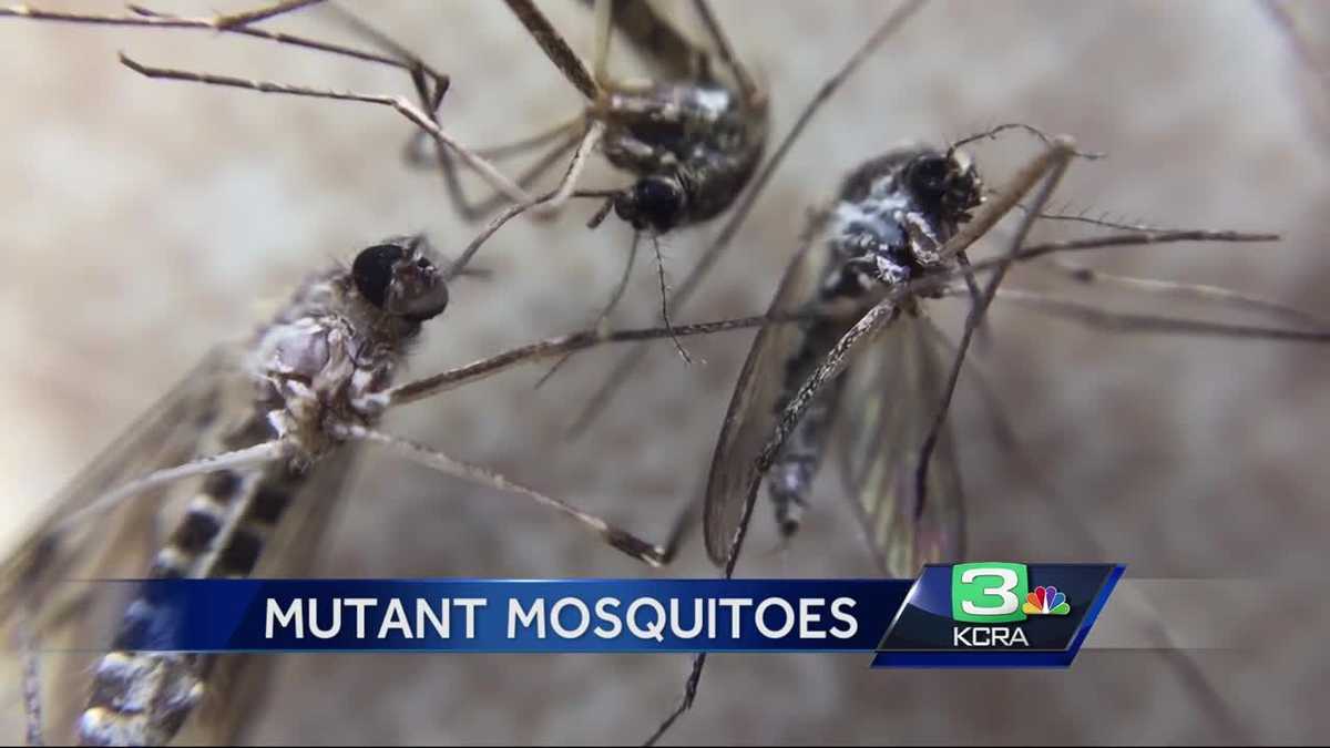 Why officials are worried about upcoming mosquito season