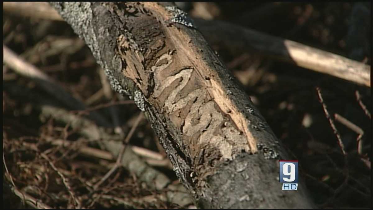 Invasive beetle infestation found