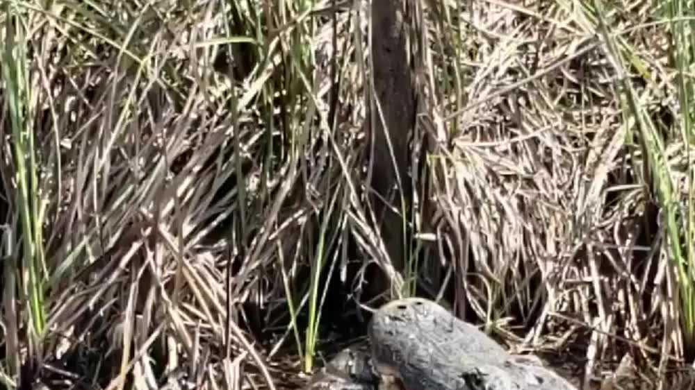 Python no match for alligator