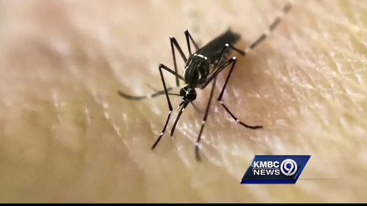 Summer is here - and so are the mosquitoes. Follow these tips to avoid ...