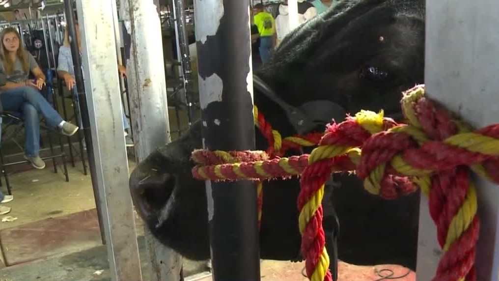 Livestock barns at Iowa State Fairgrounds undergo historic renovations