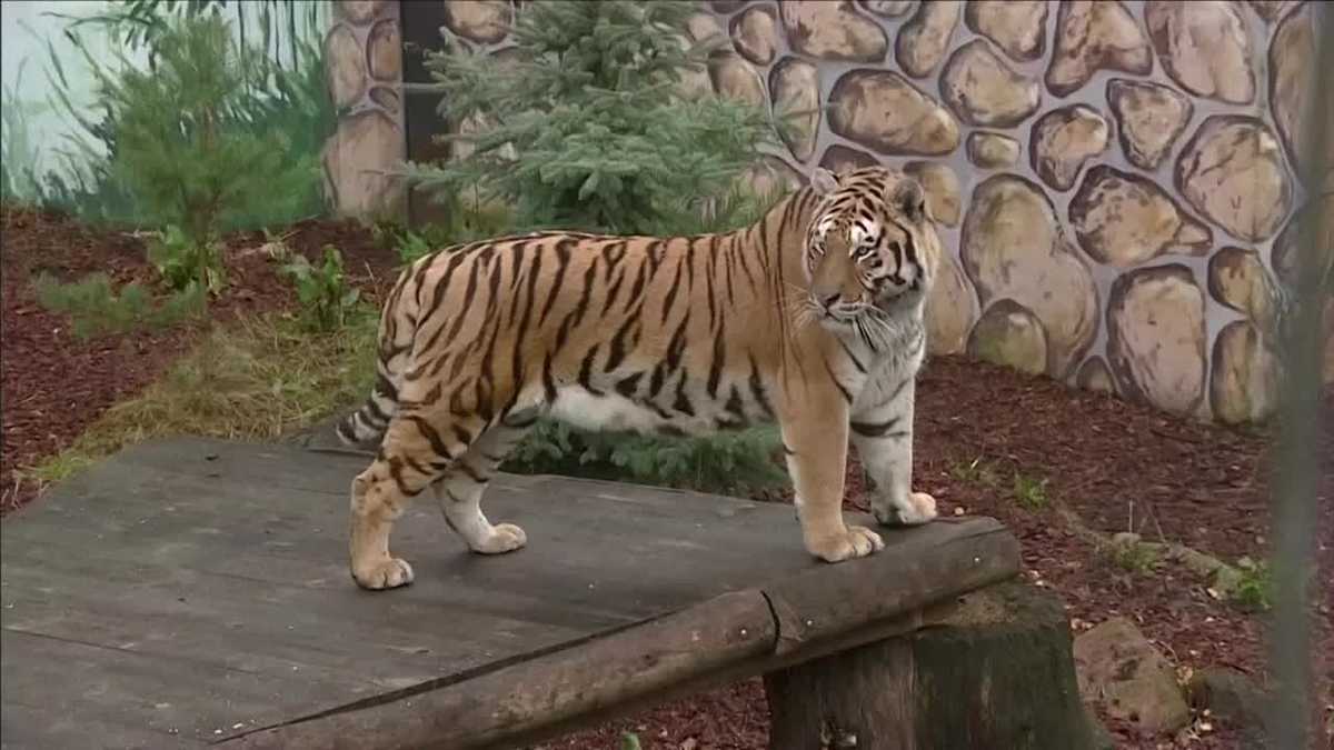 Rescued tigers arrive at Poland zoo