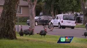 Davis leaders, residents meet to decide fate of turkeys