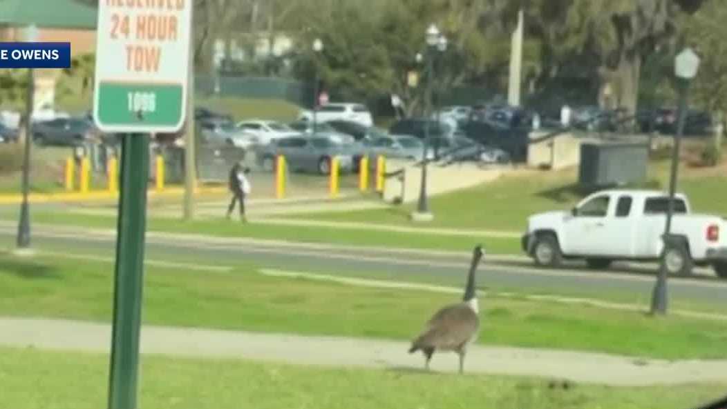 WATCH: Aggressive goose chases, attacks students on Florida campus