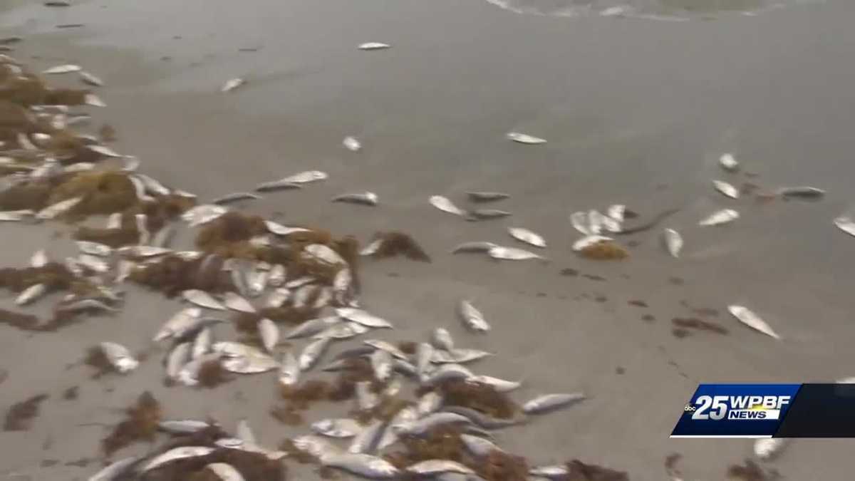 Crews continue to clean up thousands of dead fish on St. Lucie County ...