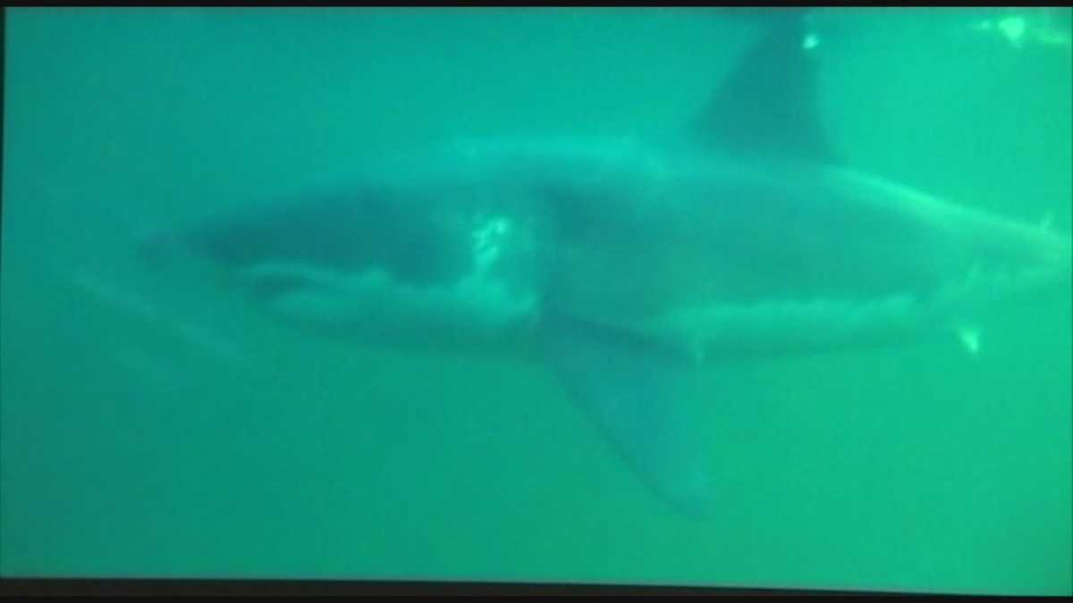Great white shark tracked close to Ponce Inlet