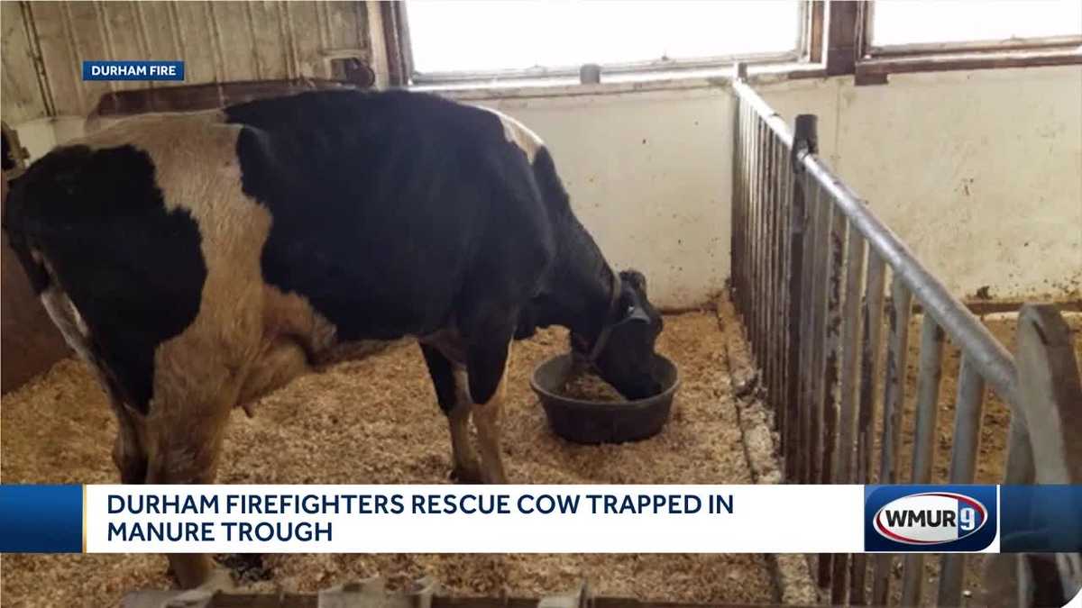 Durham firefighters rescue cow trapped in manure trough