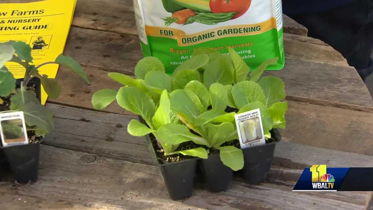 Sunday Gardener: How to care for cole crops