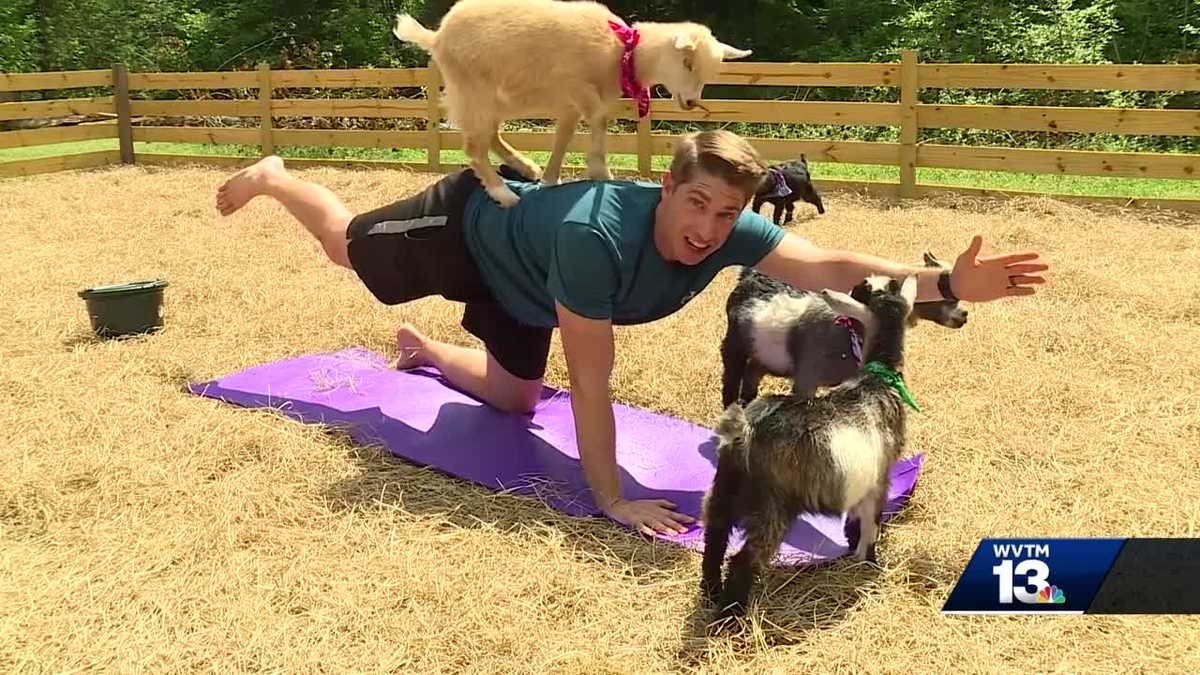Goat yoga craze comes to Birmingham