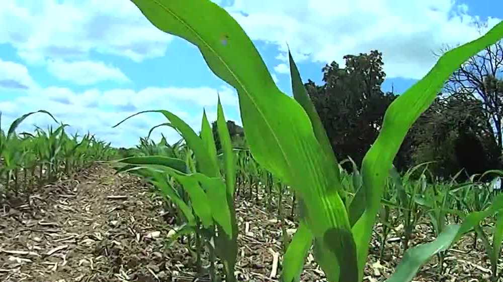 Wisconsin severe drought affects corn and hay crops