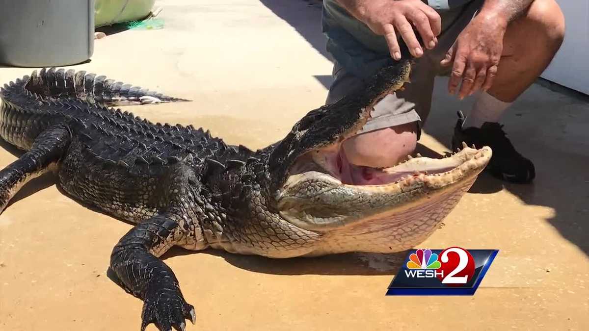10-year-old girl explains how she fought back against alligator