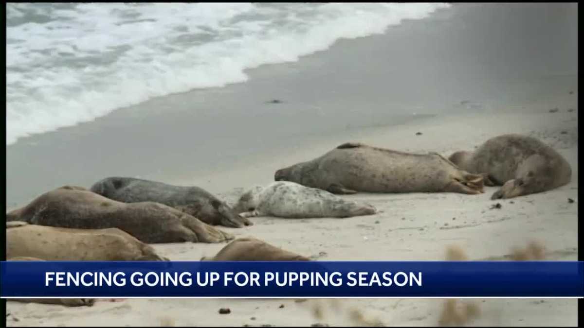 Harbor seal pupping season to start in Pacific Grove
