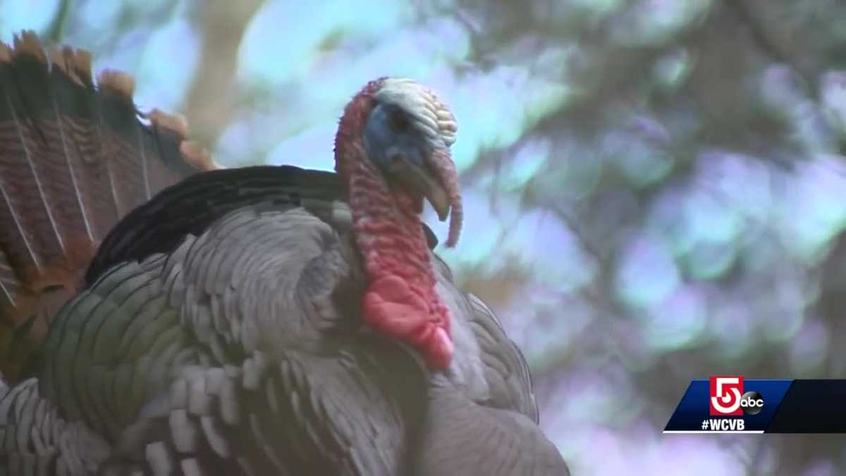 Terrible turkey terrorizing Hyde Park neighborhood