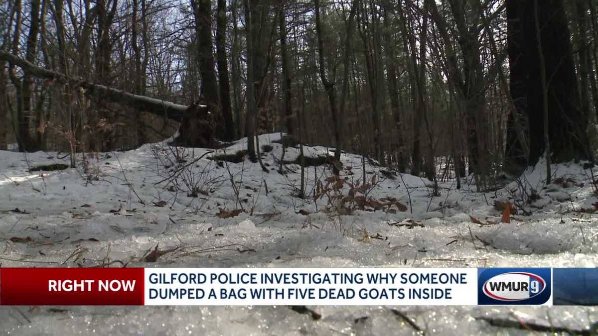 5 dead goats found dumped on side of Gilford road
