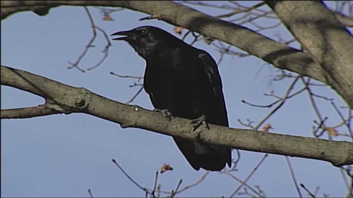 Wild Moments: What's all the crow about?