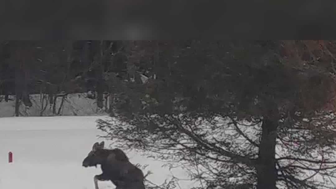 Moose spotted in Bartlett