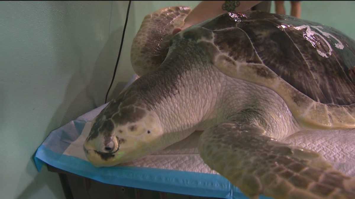 National Aquarium cares for injured turtles