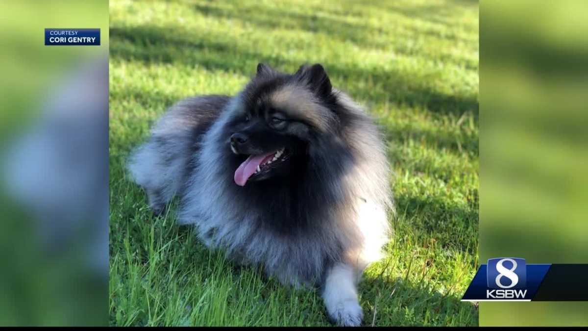 Cress the lost therapy dog recovered by police