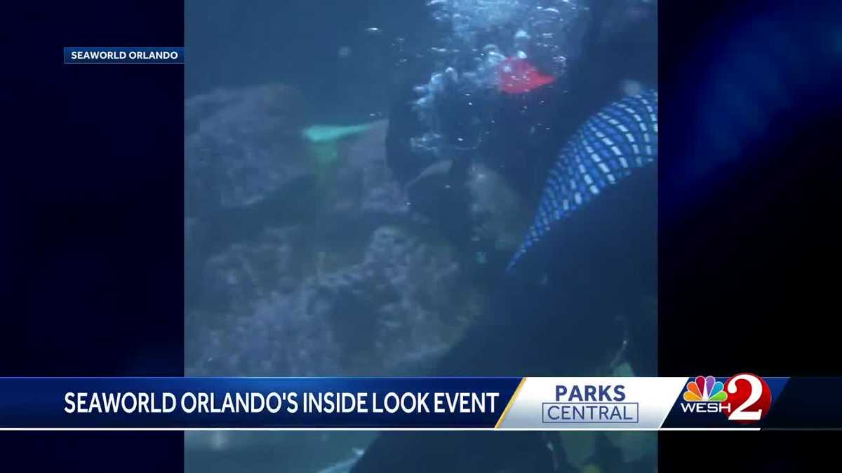 SeaWorld Orlando offers an inside look at rescue operations