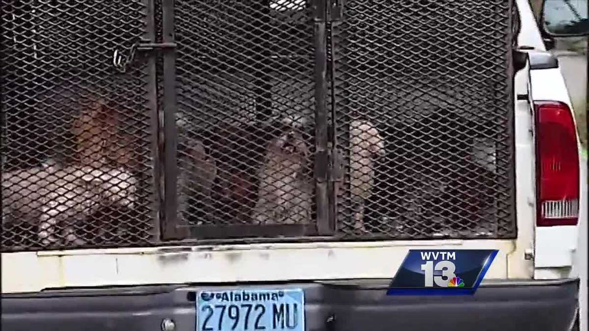 Greater Birmingham Humane Society takes aim at puppy mills