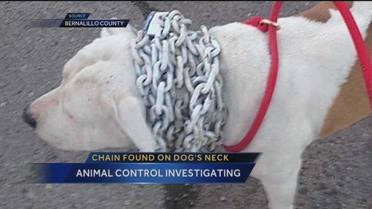 Pup found wearing 60-lb. chain, padlocks