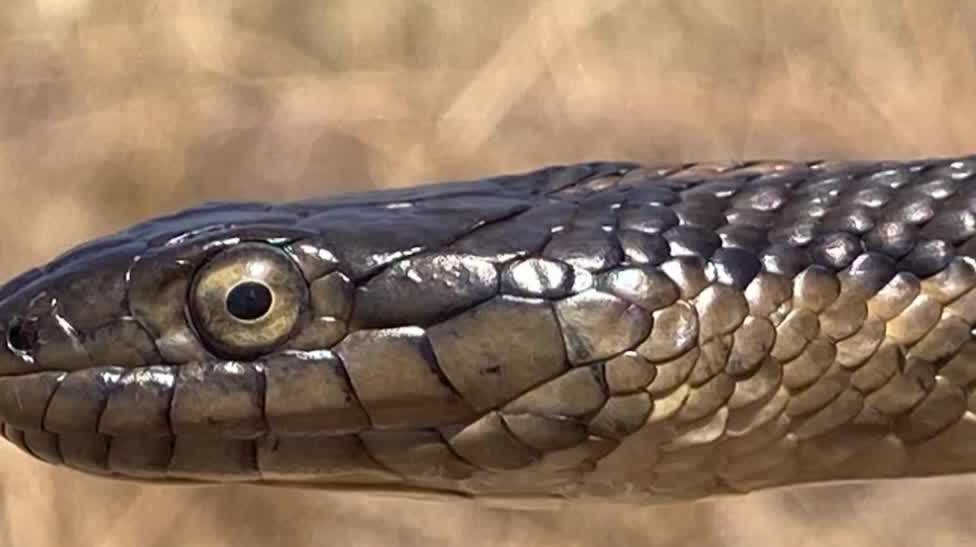 California names giant garter snake as its official state snake