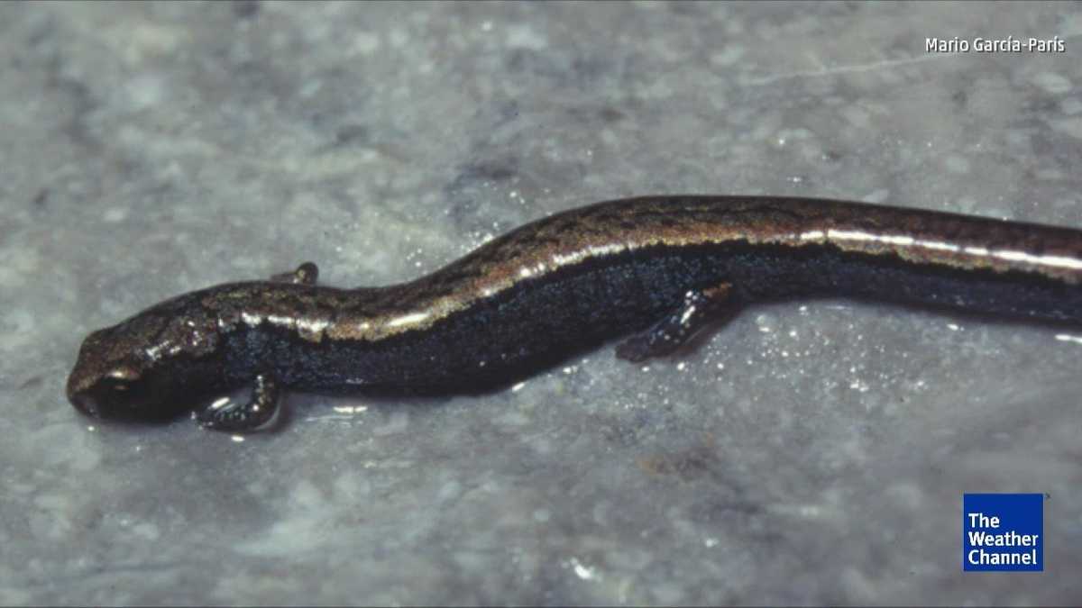 Newly Found Salamanders Nearly Extinct