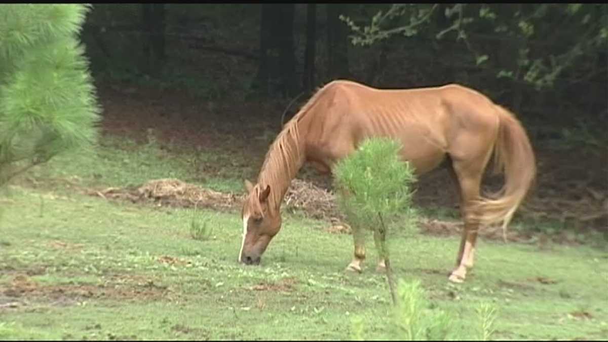 Alleged horse neglect prompts Anderson County investigation