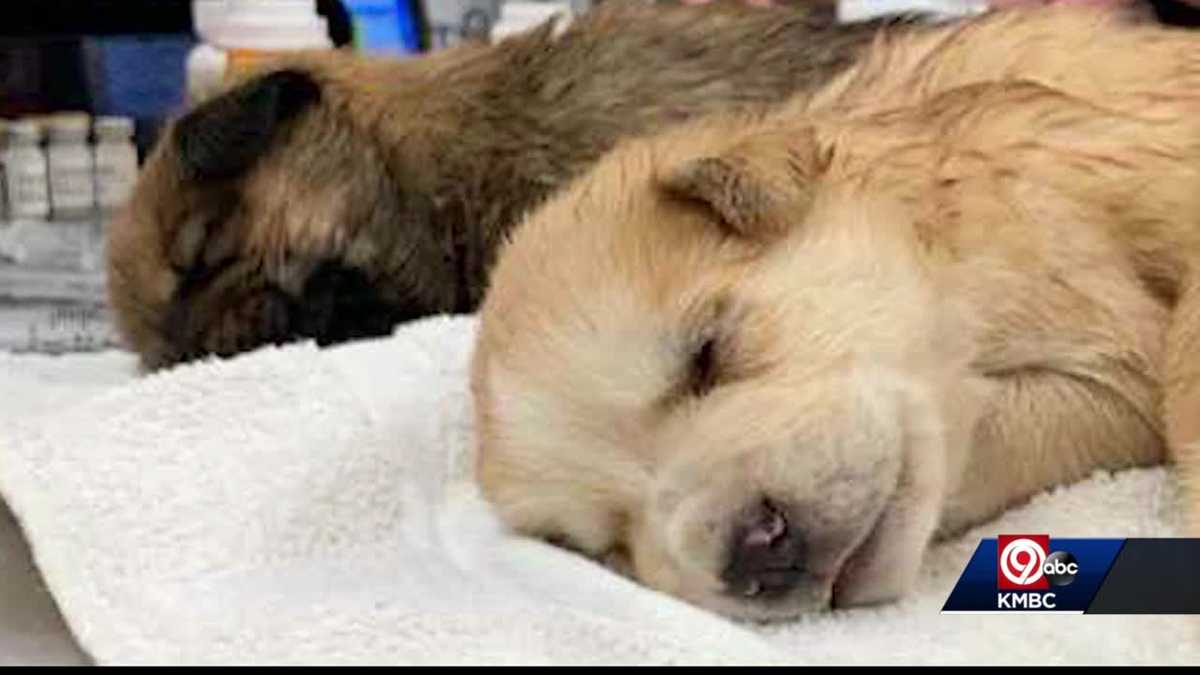 KC Pet Project expects to take in overheated pets