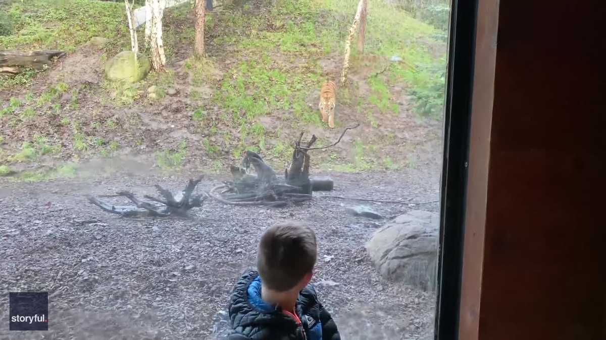 Video shows tiger's stalking skills with boy at zoo in seemingly ...