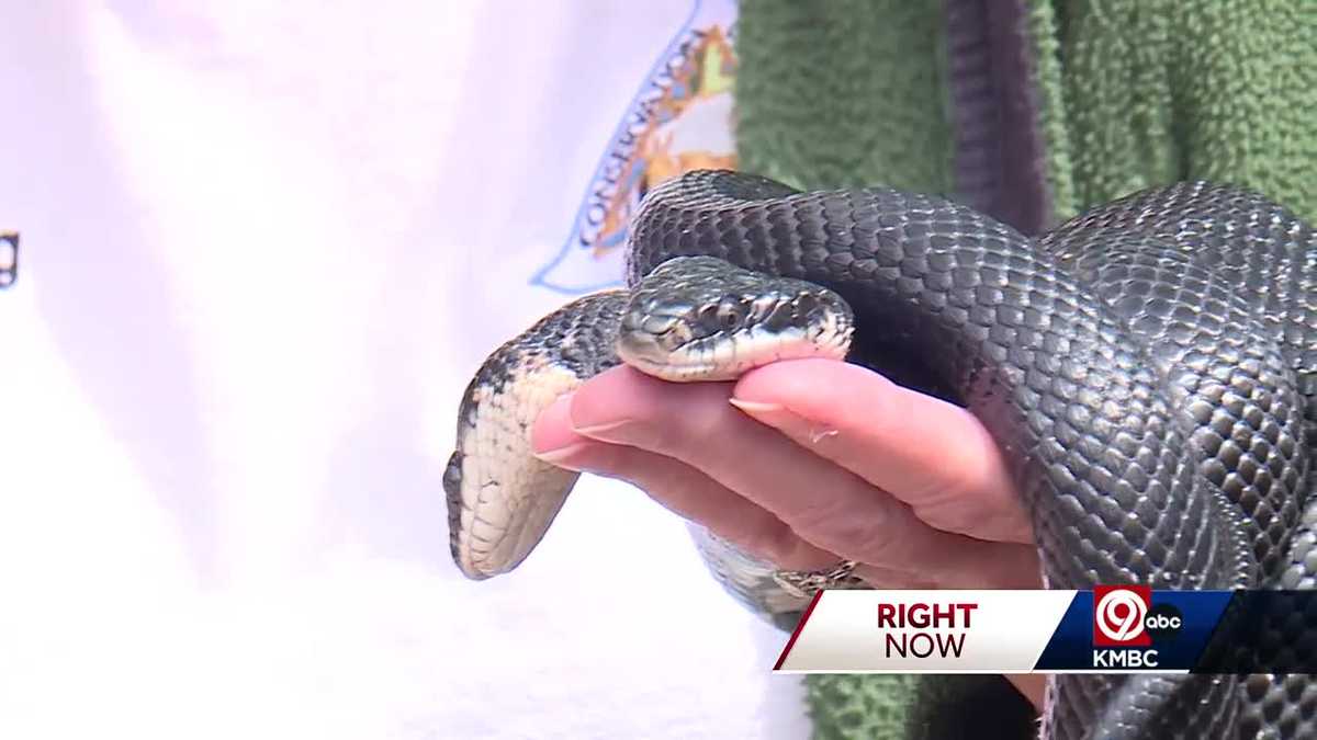 2-headed snake captivating visitors at Blue Springs nature center