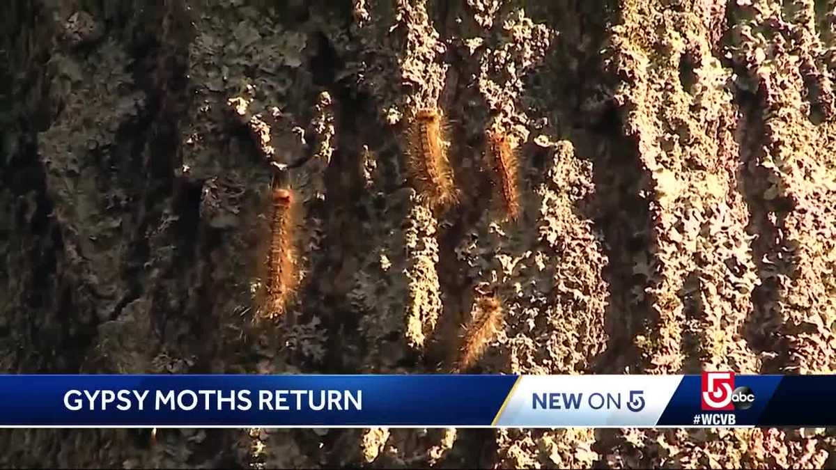 Destructive gypsy moths return, taking bite out of local trees