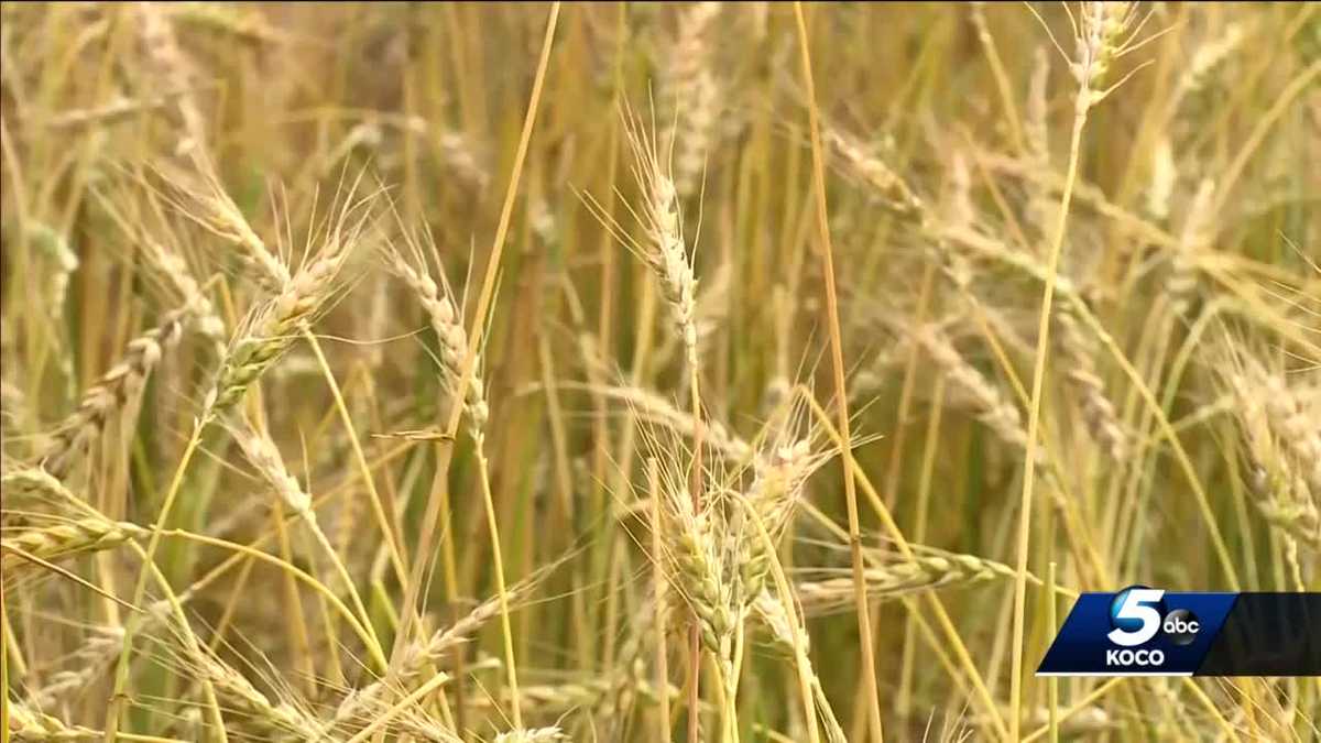 OSU scientists work to make Oklahoma's wheat even better