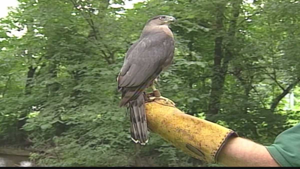 Wild moments: All about hawks