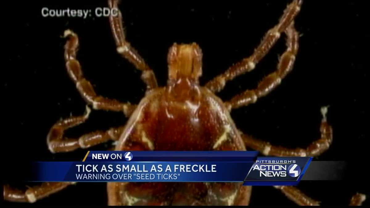 Warning over seed ticks: Ticks as small as a freckle