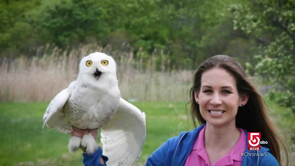 Bird lover creates safe haven for injured raptors