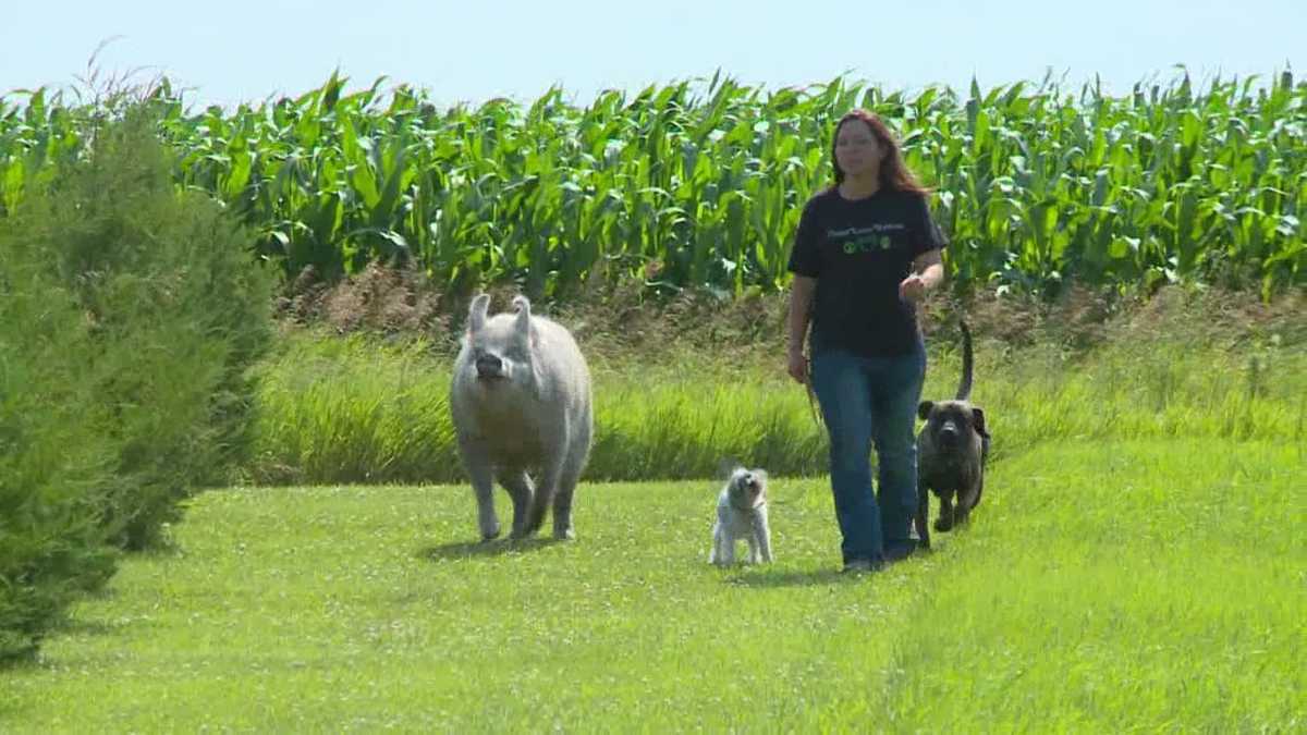 Meet Highway, the Iowa hog who is just part of the family