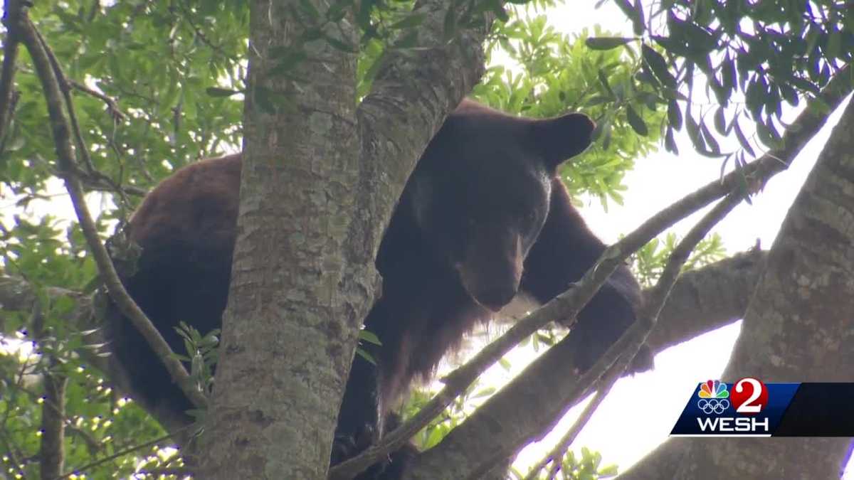 Bear activity complaints on the rise in Central Florida
