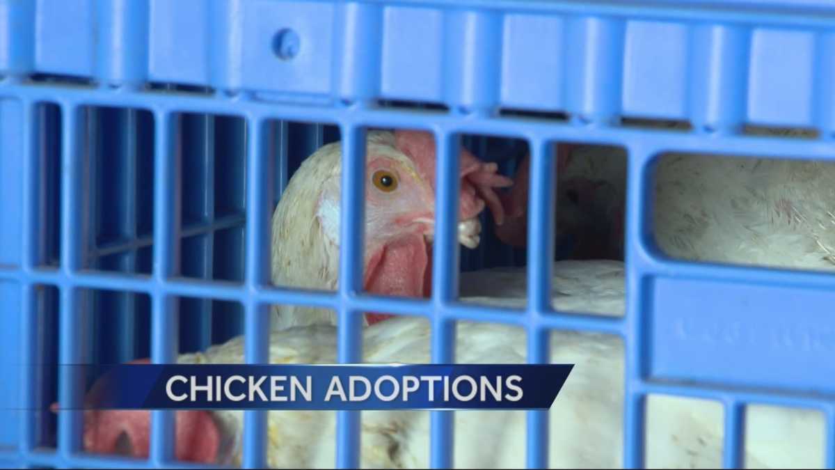 Carmichael store holds adoption event for neglected chickens
